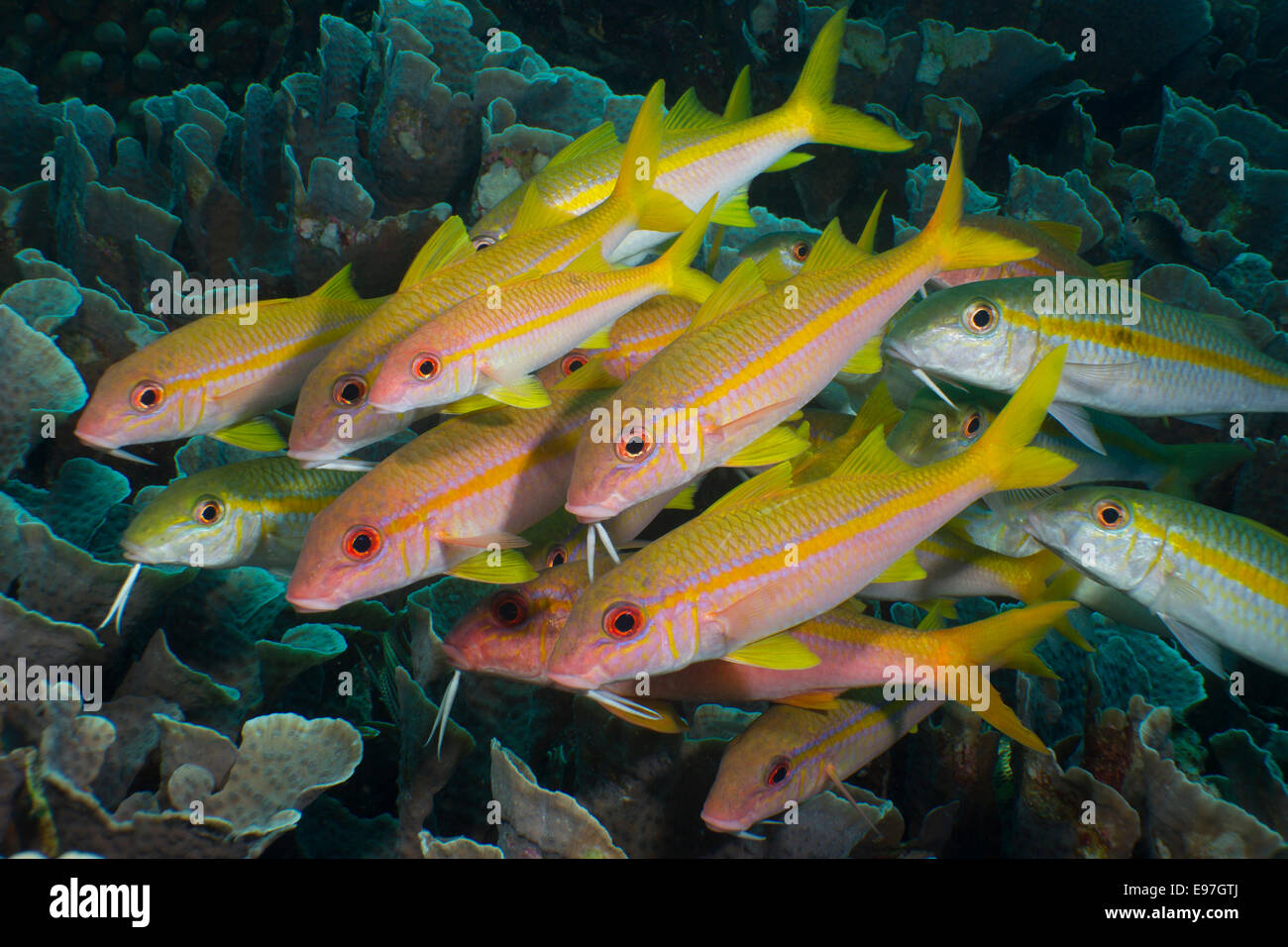Small school of Yellowfin goatfish Stock Photo - Alamy