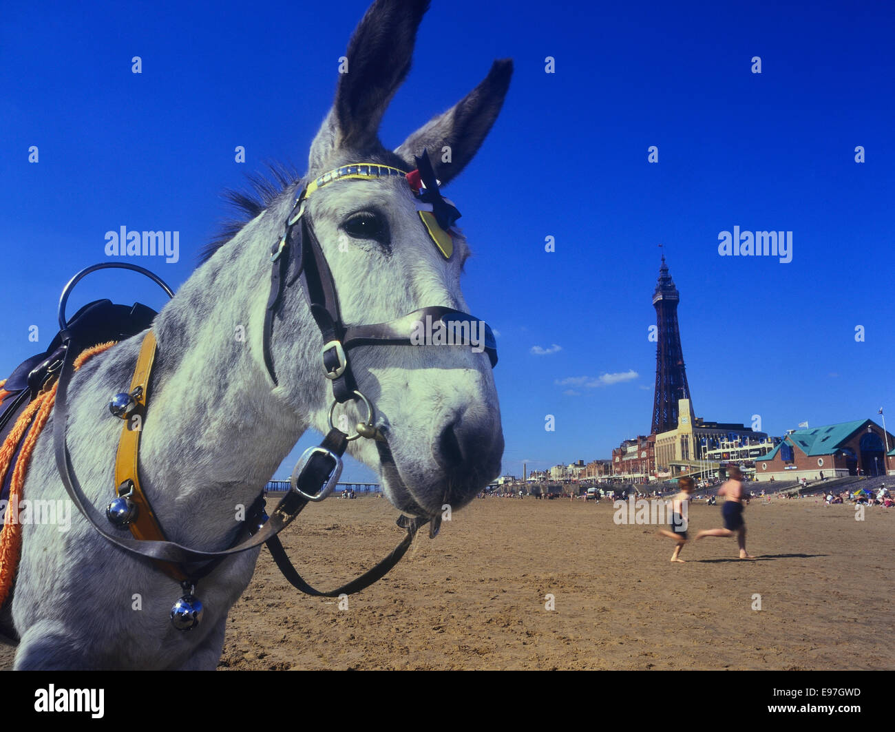 Seaside donkeys on Blackpool sands. Lancashire Stock Photo - Alamy