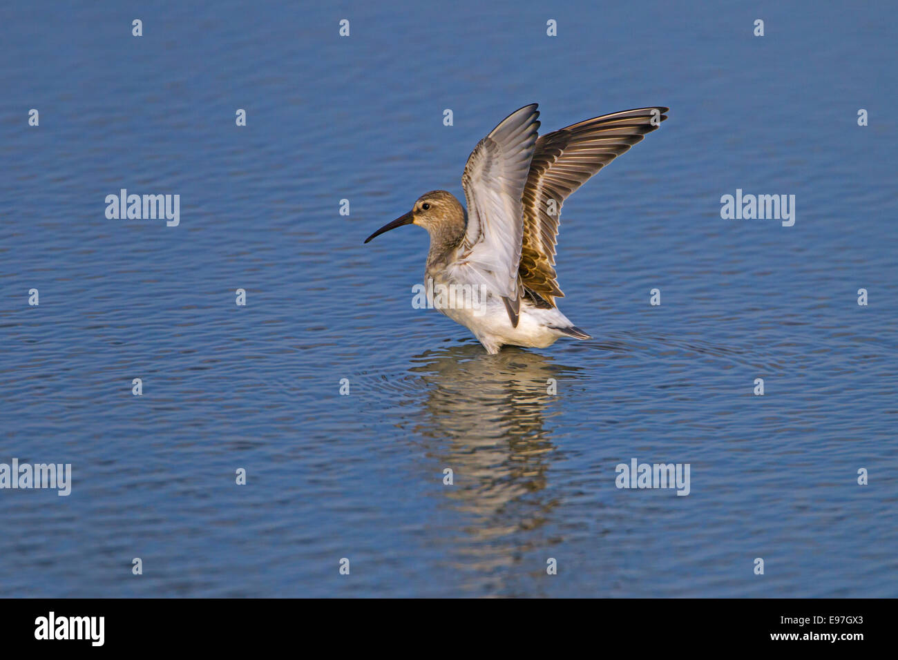 Dunlin feeding in water hi-res stock photography and images - Alamy