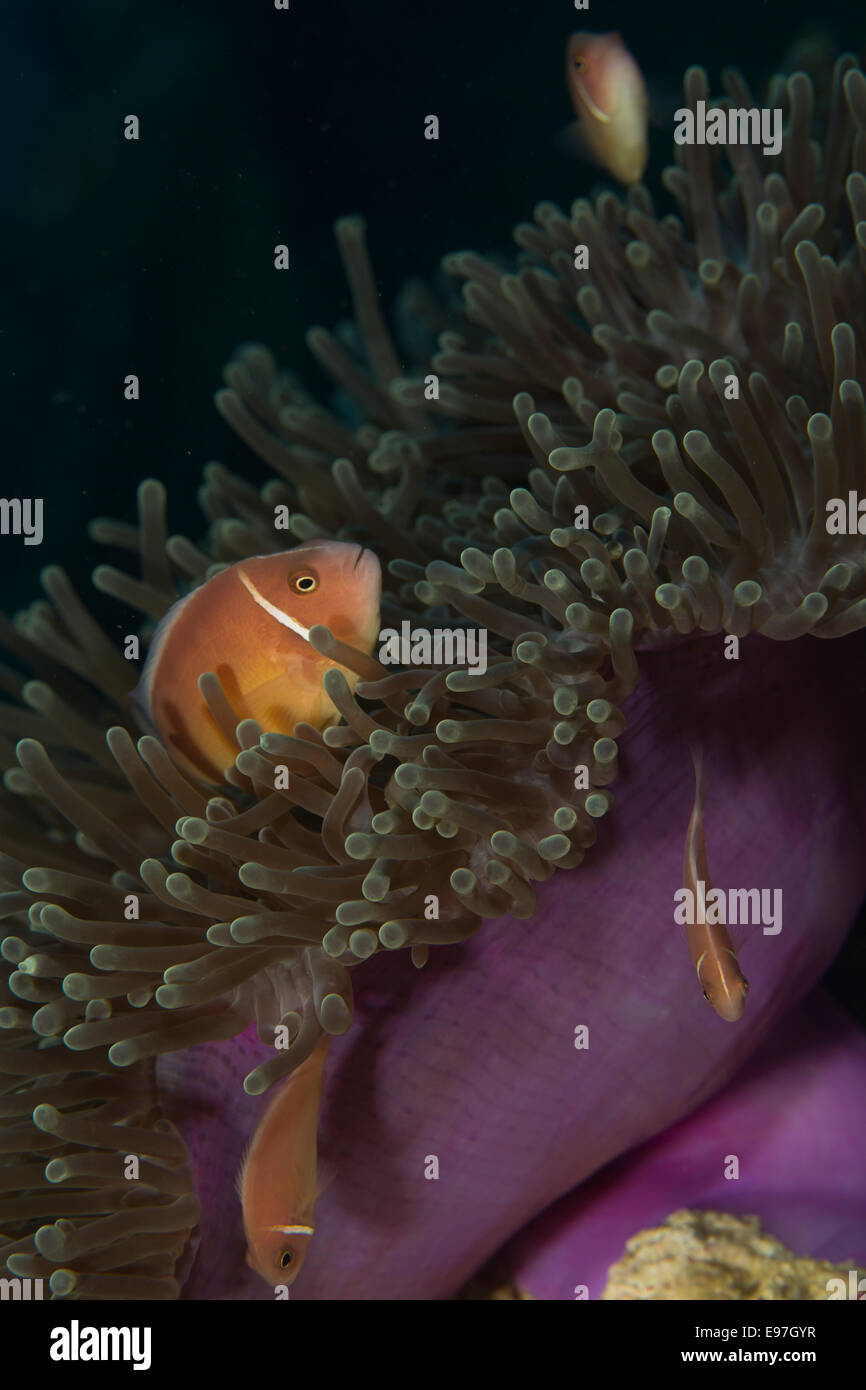 Tentacles magnificent sea anemone hi-res stock photography and images ...