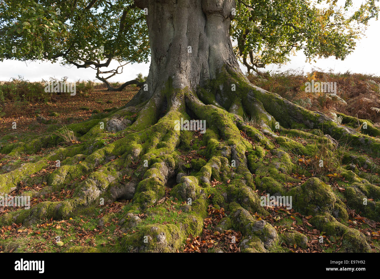 tangled root of ancient massive English beech tree overgrown with moss ...