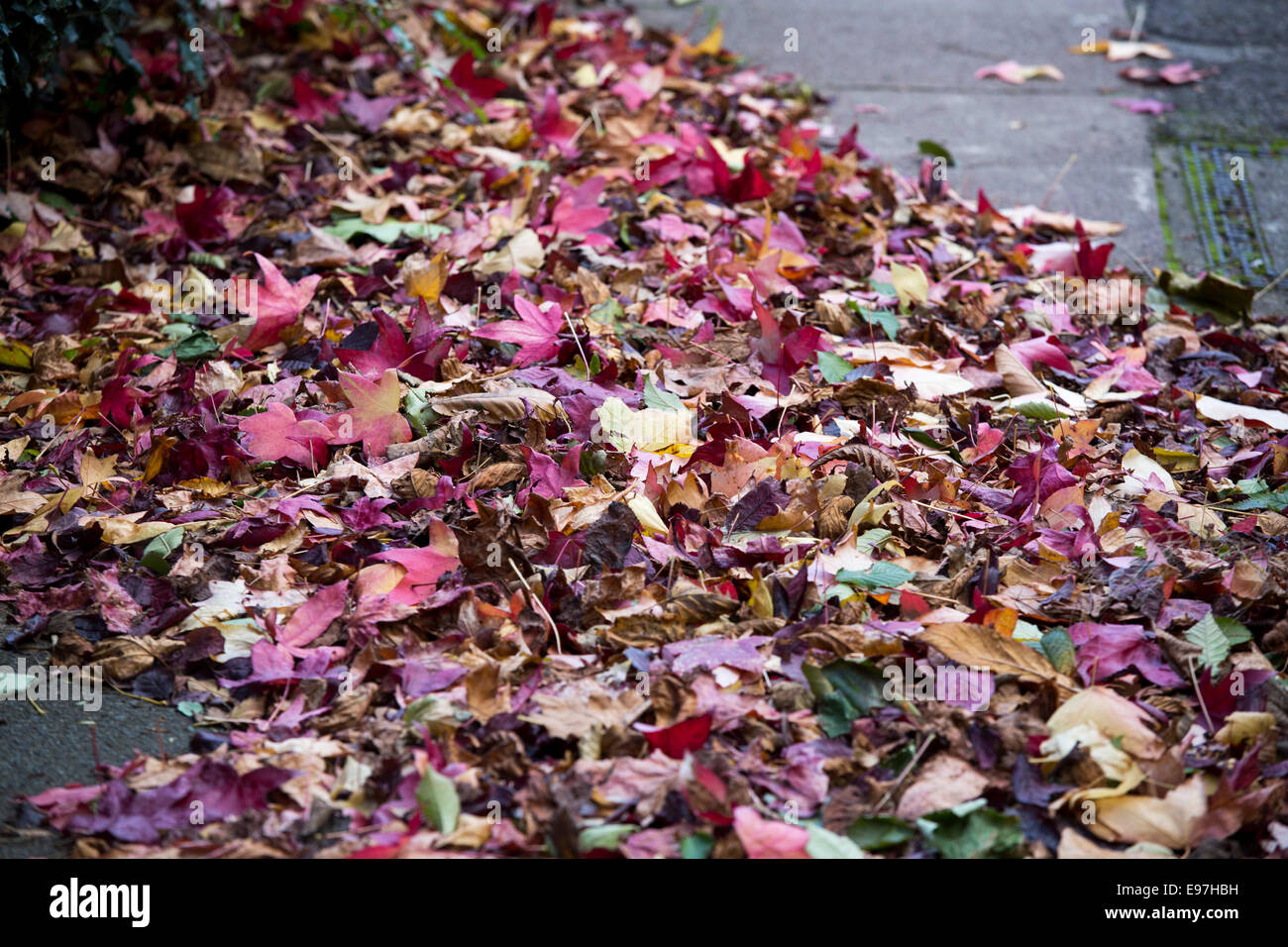 Pavement leaves hi-res stock photography and images - Alamy