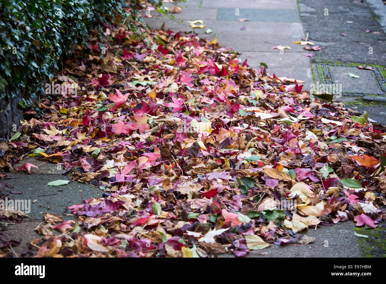 autumn autumnal leaves colourful pavement fallen fall Stock Photo - Alamy