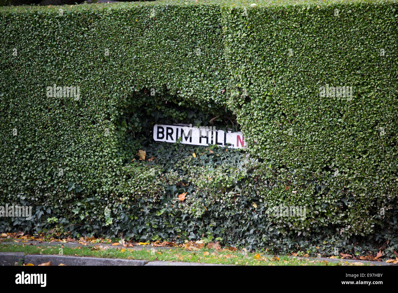 Hedge grown around road sign street name topiary Stock Photo - Alamy
