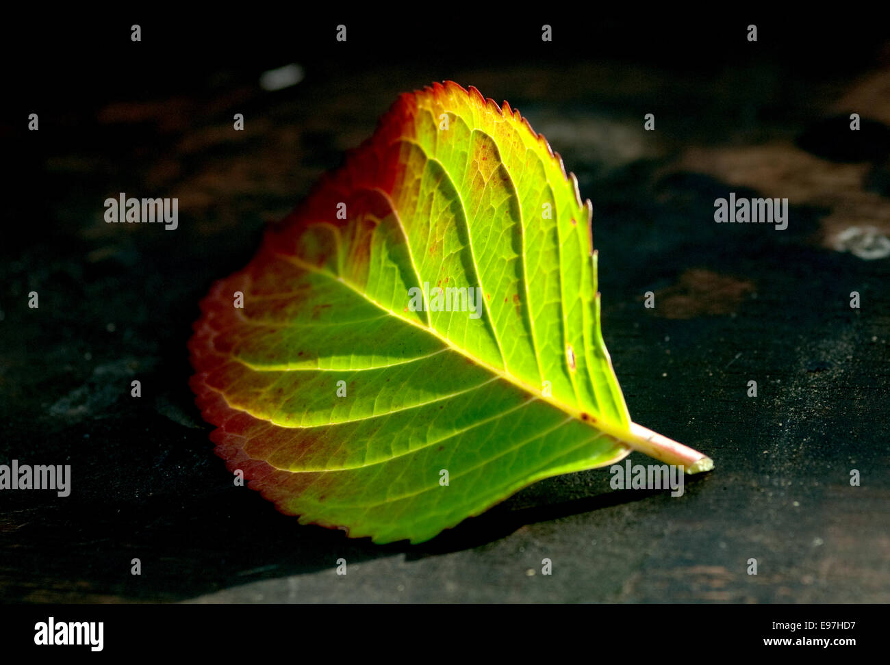 Still Life image of an autumn leaf lit with sunlight on a dark ...