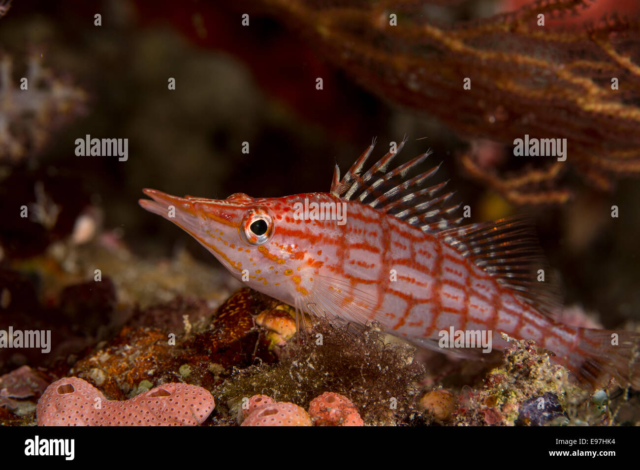Close-up of Longnose hawkfish Stock Photo - Alamy