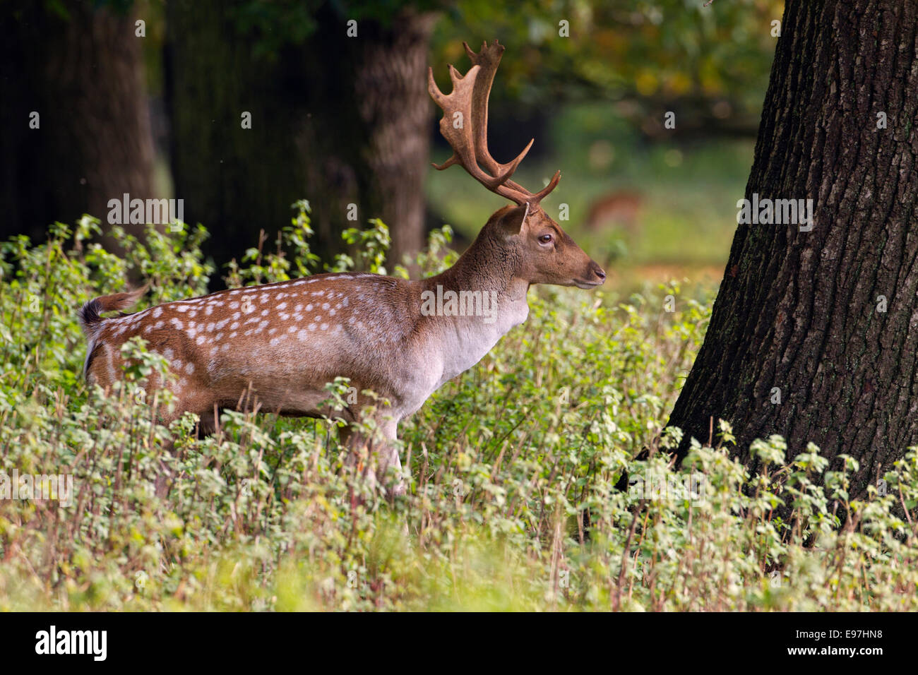 Fallow Deer Cervus dama buck in Autumn rut at Holkham Norfolk Stock ...