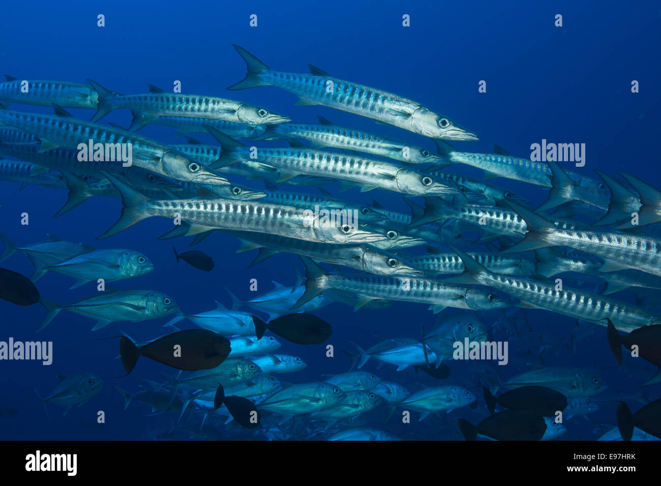 Schooling fish in midwater Stock Photo - Alamy