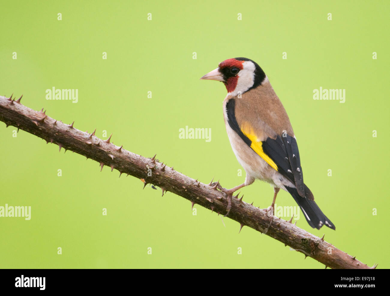 Bramble twig hi-res stock photography and images - Alamy