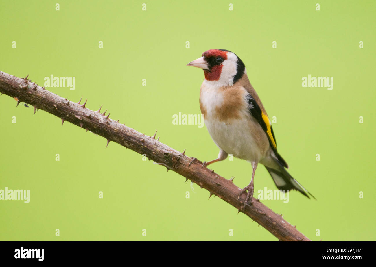Blackberry bramble bird hi-res stock photography and images - Alamy