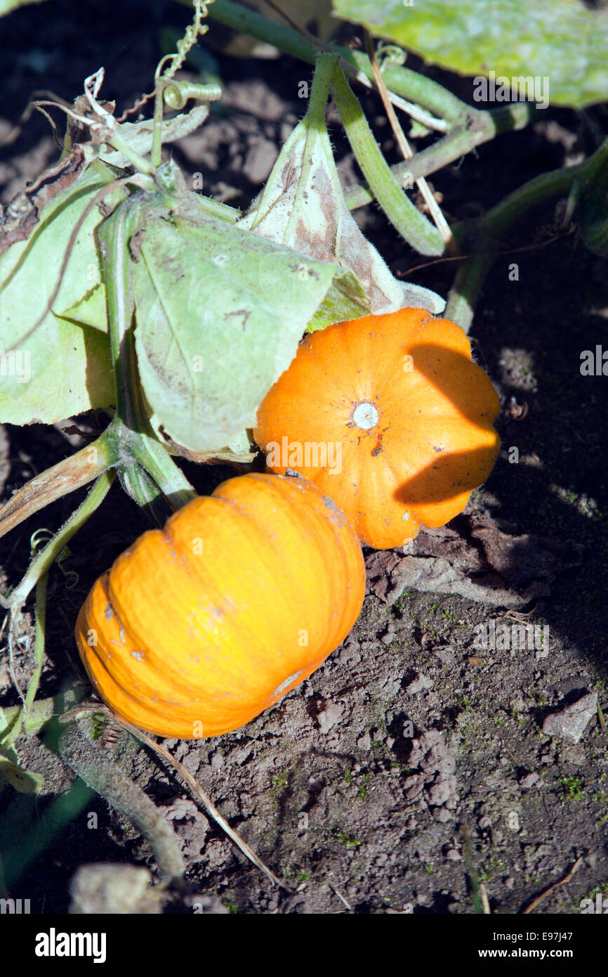 Gourds Growing Garden High Resolution Stock Photography and Images - Alamy