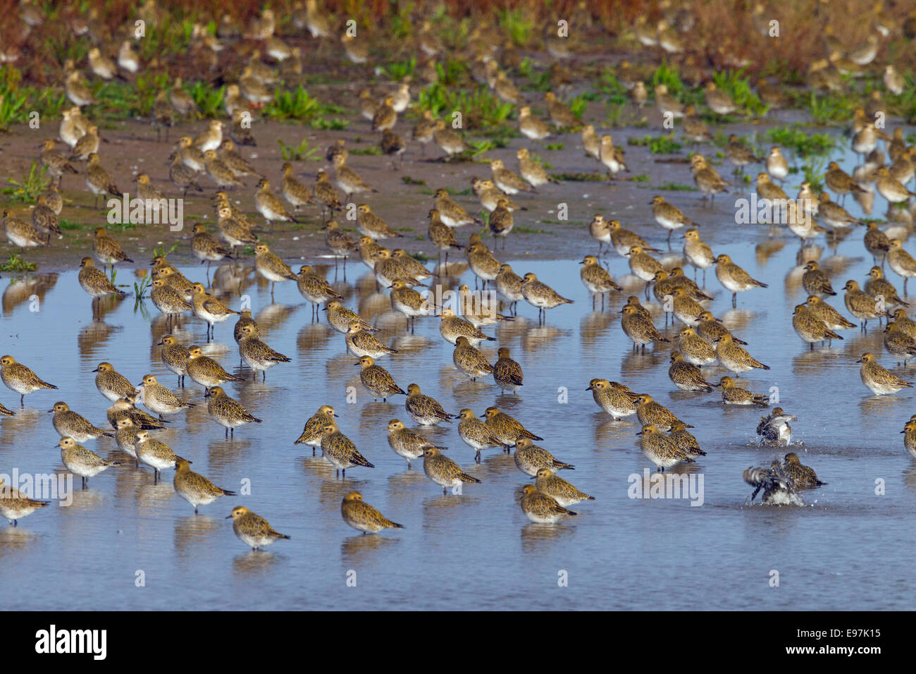 Golden Plover Pluvialis apricaria Flock resting in shallow water Stock ...