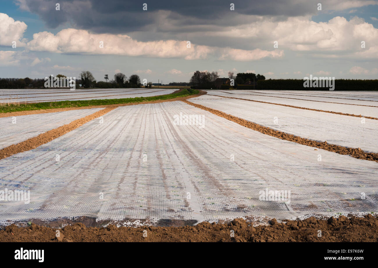 Surfleet High Resolution Stock Photography and Images - Alamy