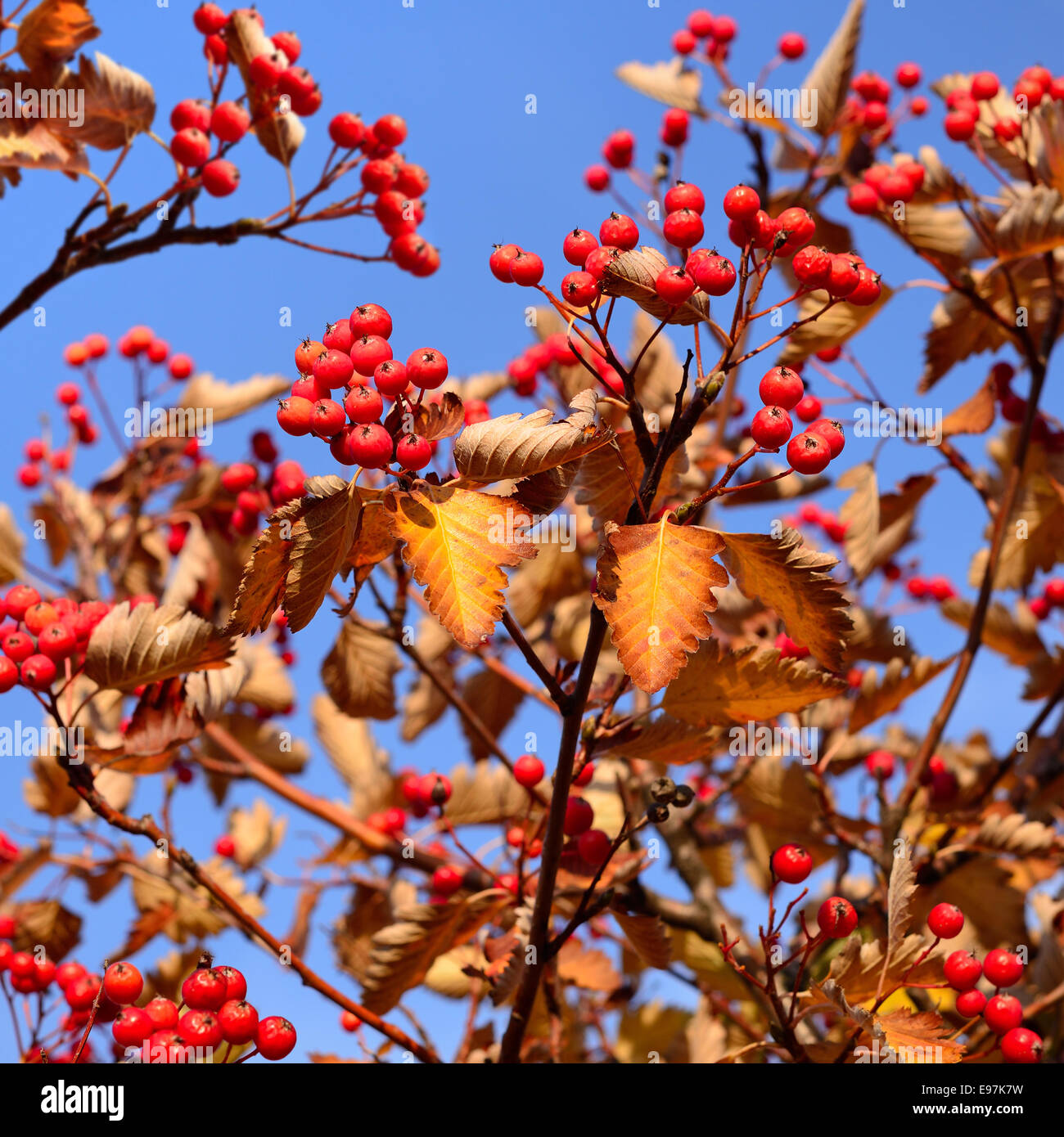 Autumn hawthorn berries on sky background Stock Photo - Alamy