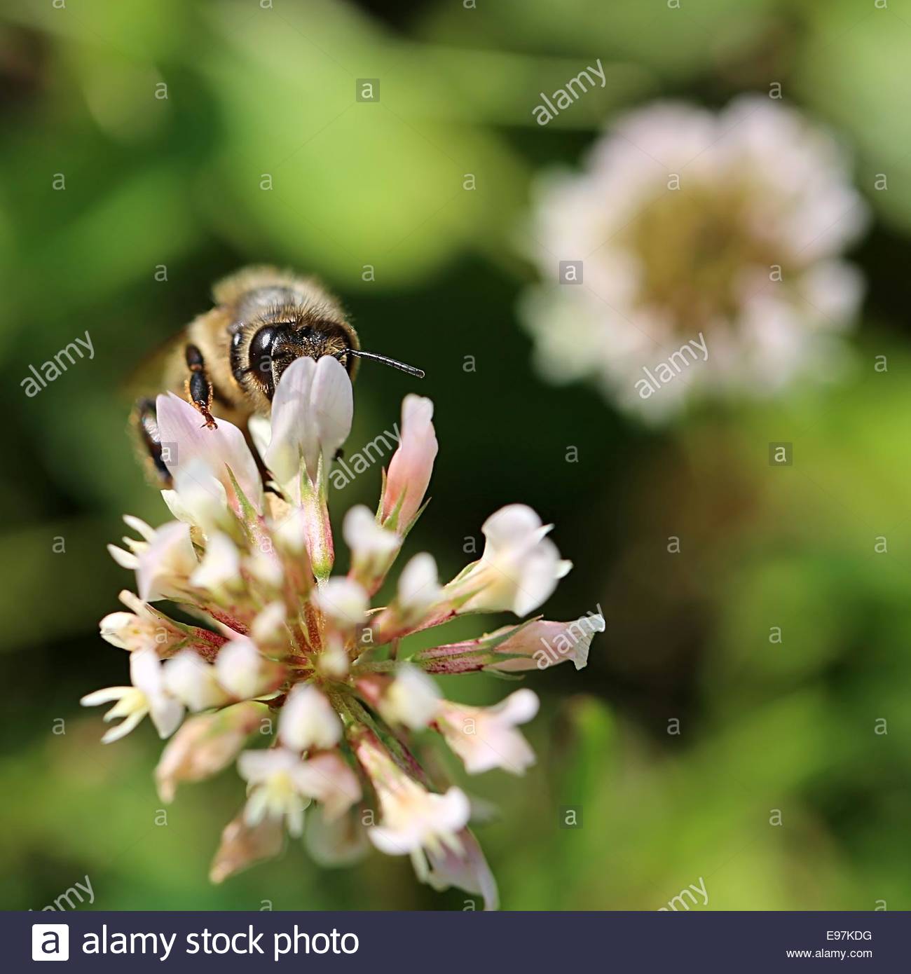 White honey clover hi-res stock photography and images - Alamy