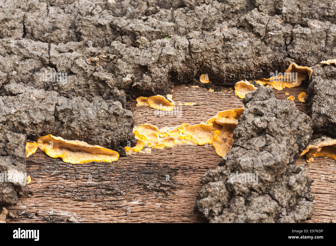 Brown crust fungus hi-res stock photography and images - Alamy