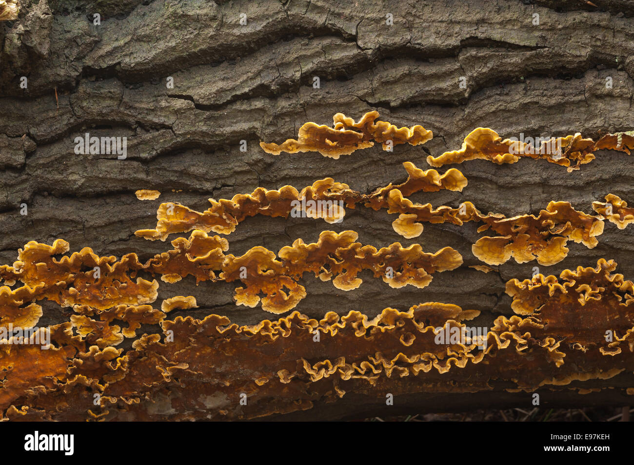 Vivid almost glowing orange brown Hairy Curtain Crust fungi form layers ...