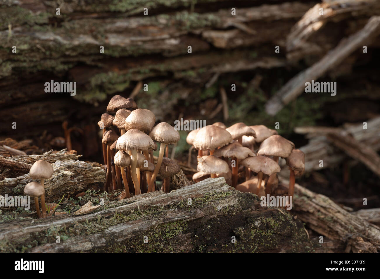 woodland fungi on sweet chestnut tree stump Mycena haematopus mushroom ...