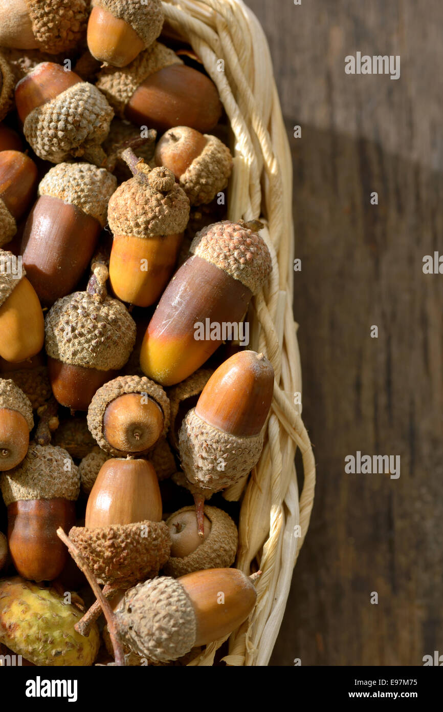 Collection of oak acorns in straw basket Stock Photo - Alamy