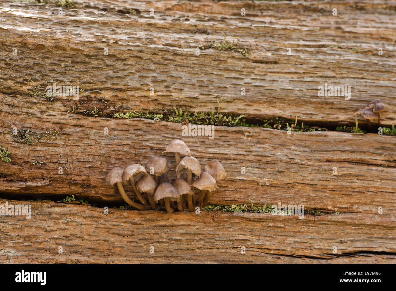 woodland fungi on sweet chestnut tree stump Mycena haematopus mushroom ...
