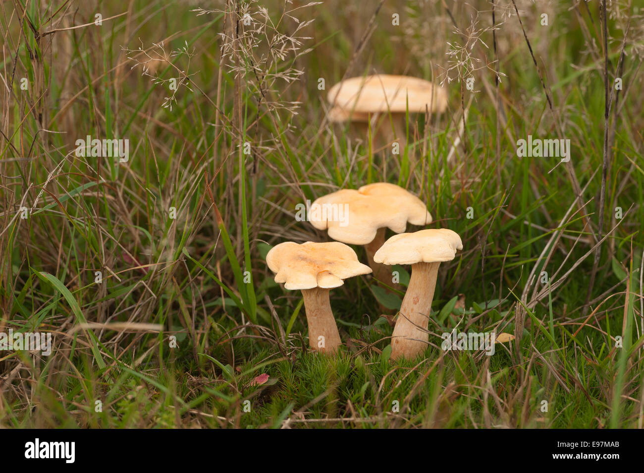 Lyophyllum hi-res stock photography and images - Alamy