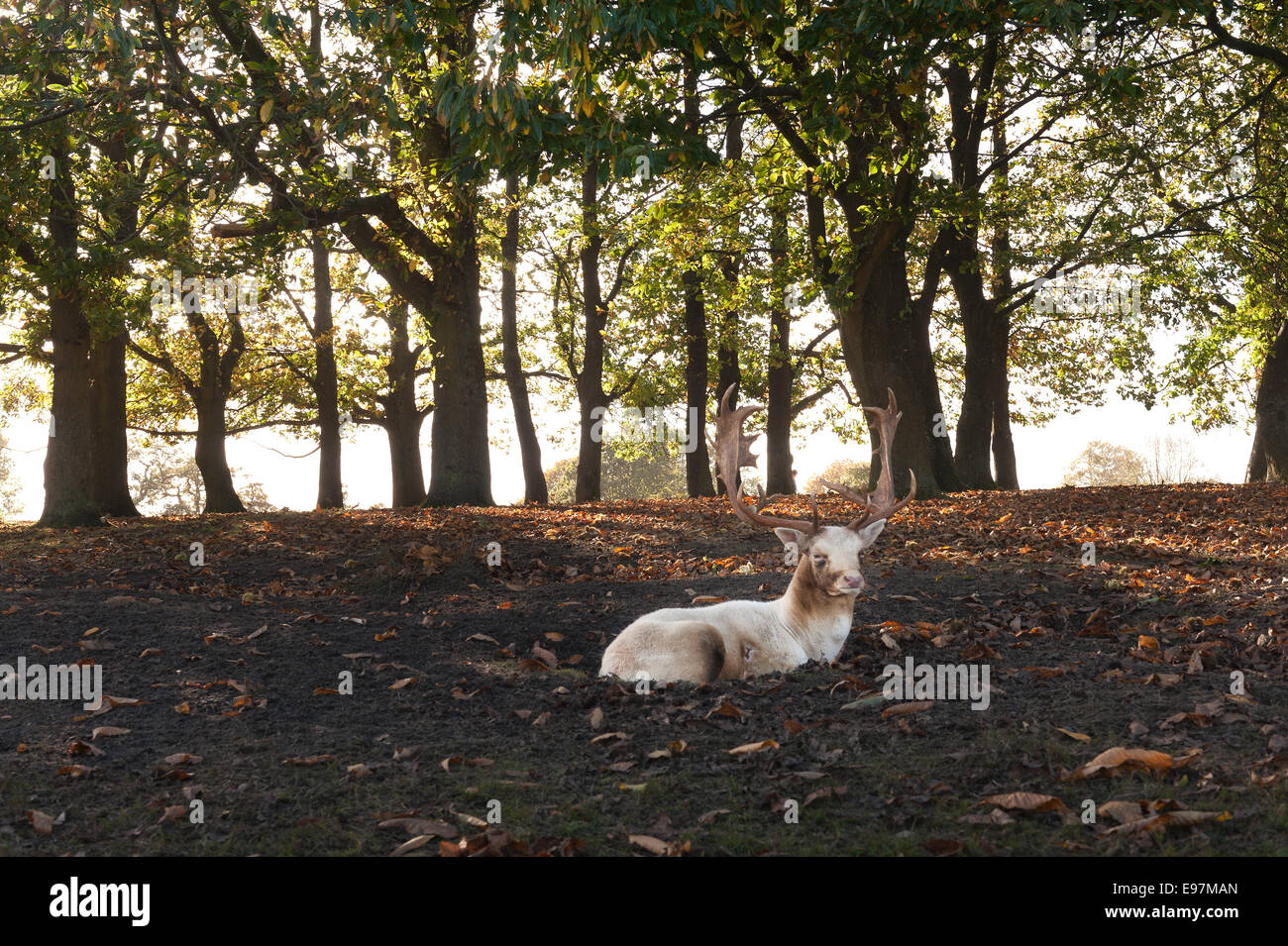 Rutting ground hi-res stock photography and images - Alamy