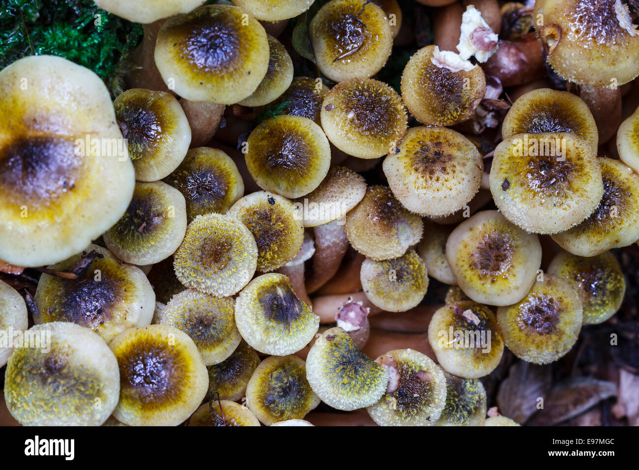 Fungus life cycle hi-res stock photography and images - Alamy