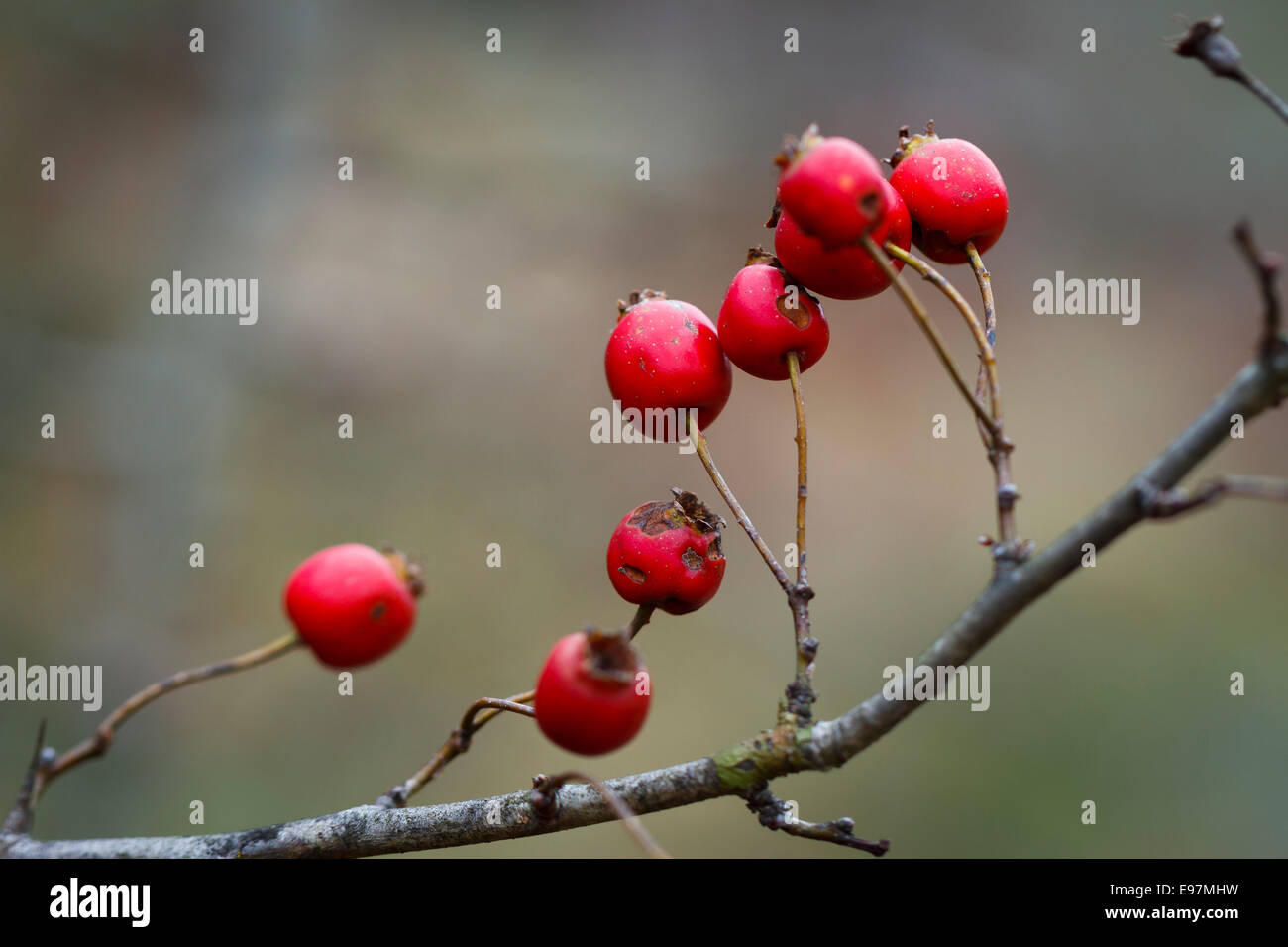 Common hawthorn or single-seeded hawthorn (Crataegus monogyna) fruits ...