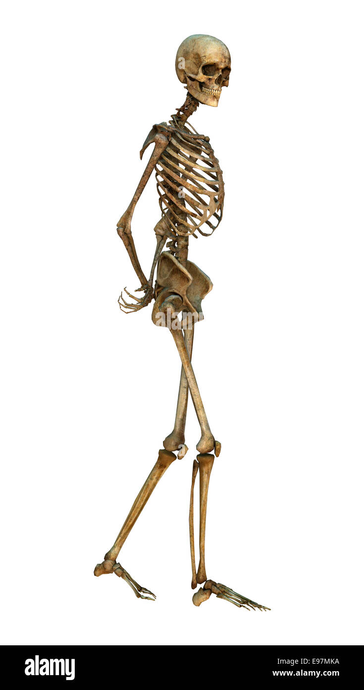 3D digital render of an old human skeleton isolated on white background ...