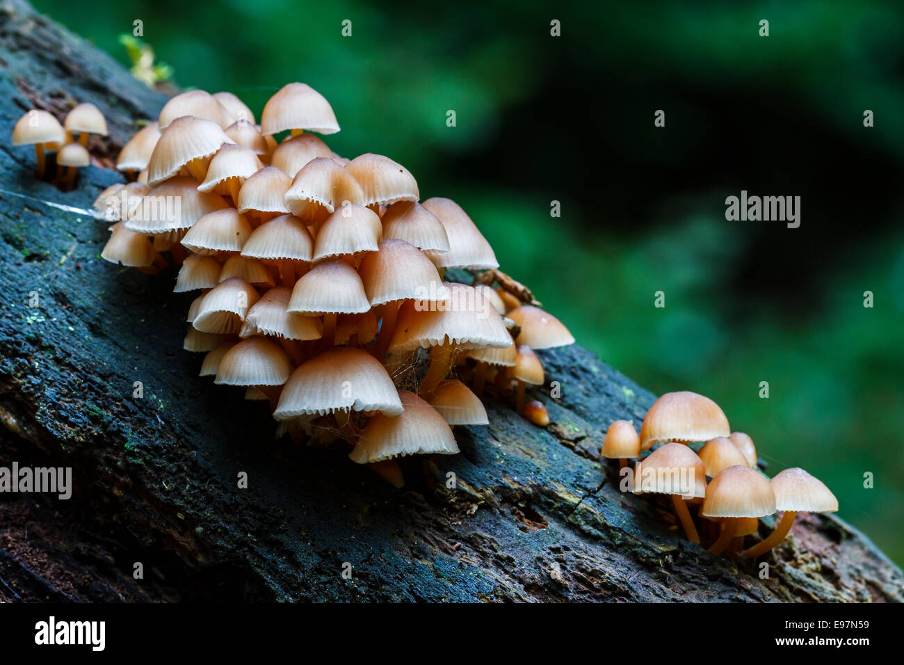 Milking bonnet or milk-drop Mycena (Mycena galopus Stock Photo - Alamy