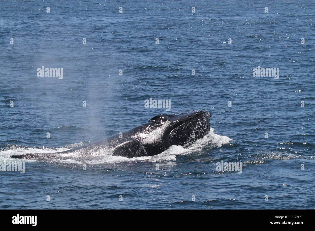 Head of Humpback Whale lifting to the side Stock Photo - Alamy