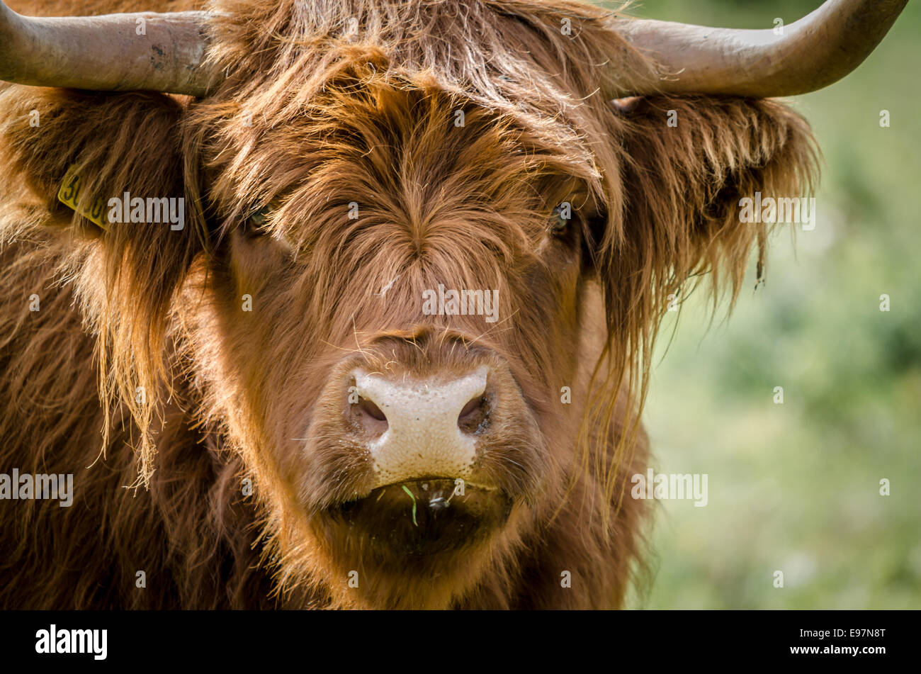Scottish bull hi-res stock photography and images - Alamy