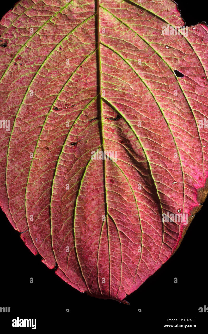 Leaf of Red twig Dogwood Cardinal Cornus sericea in mid October Stock ...