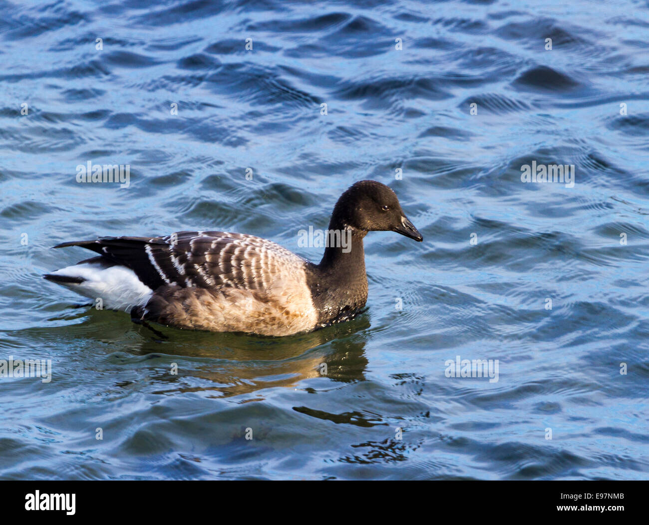 A Brent Goose at Fair Head Ballycastle Co Antrim N Ireland Stock Photo ...