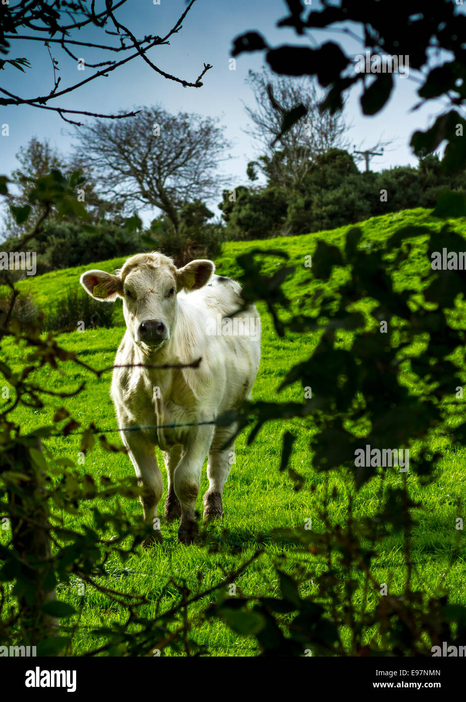 Bovine bull hi-res stock photography and images - Alamy