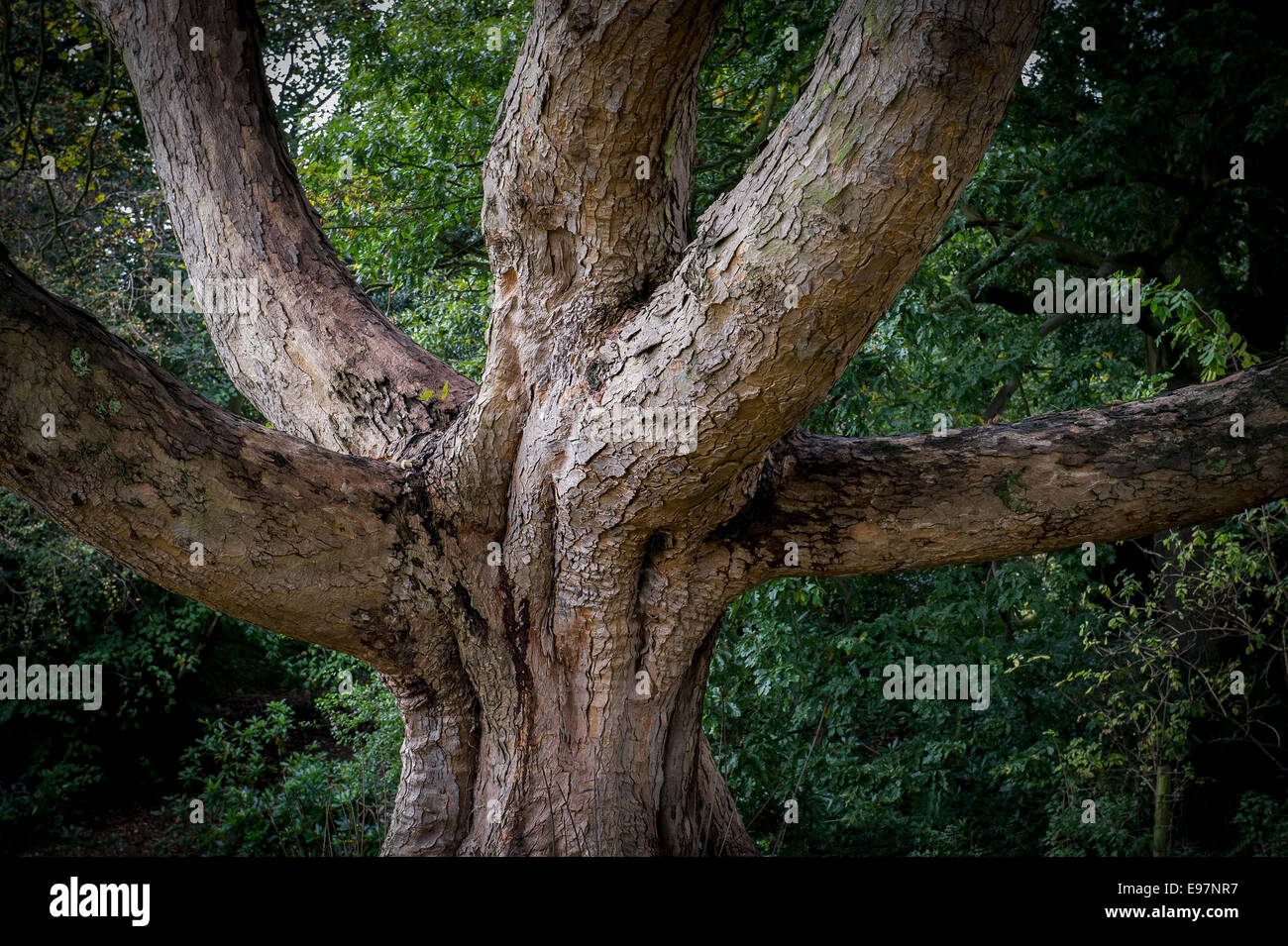 An ancient Beech tree at Warley Place in Essex. The garden of the home ...
