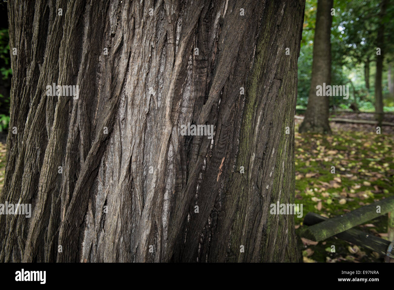 The bark of an ancient Sweet Chestnut tree in Warley Place in Essex ...