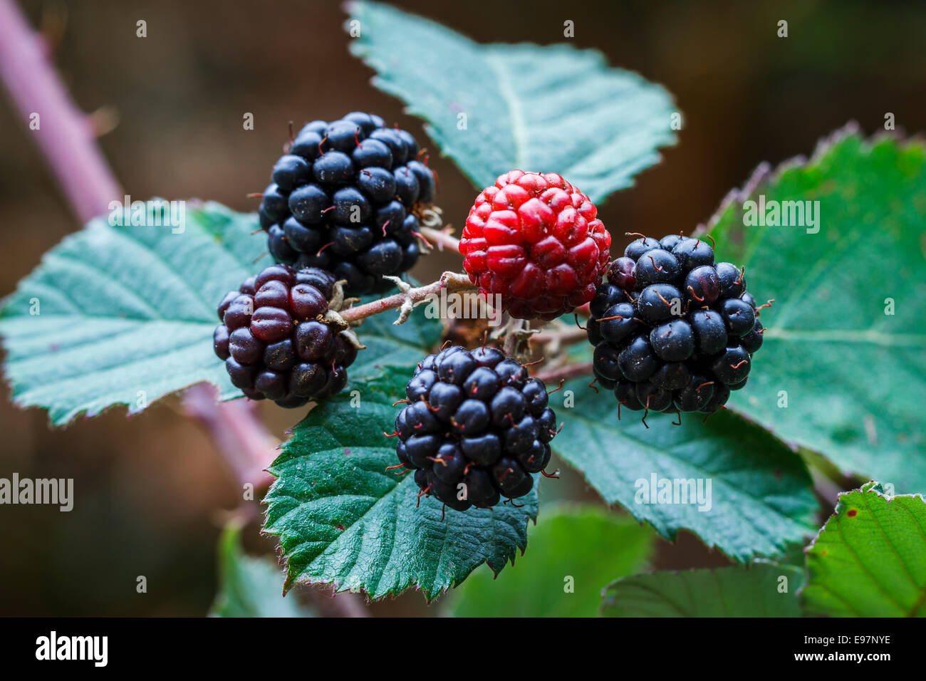 Wild Blackberry (Rubus ulmifolius) with fruits Stock Photo - Alamy