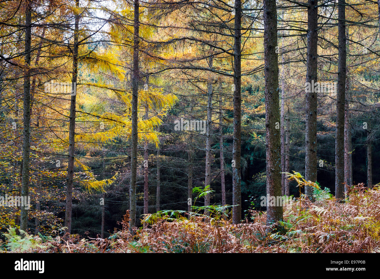 European larch (Larix decidua) forest in autumn. Gorbeia Natural Park ...