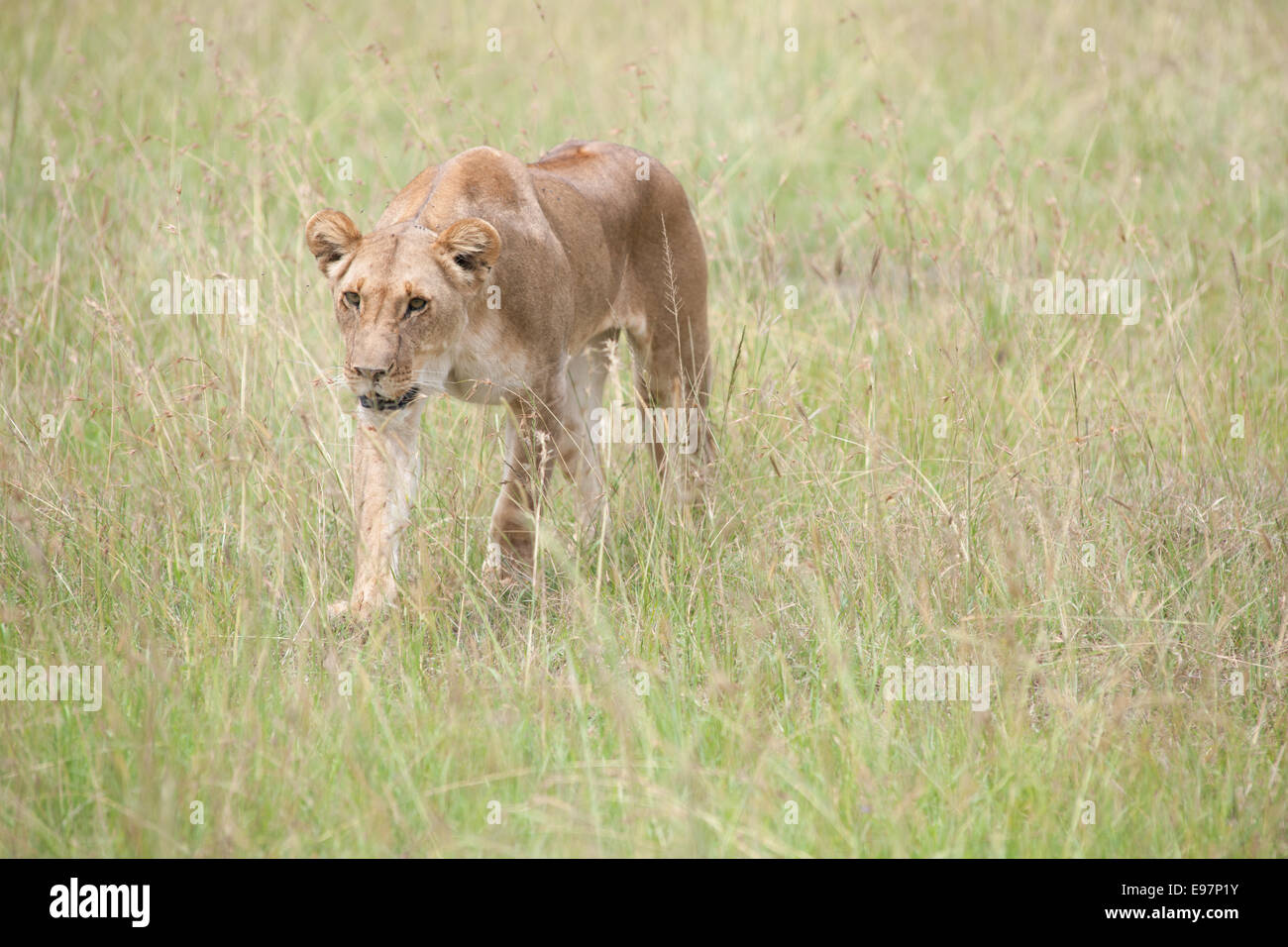 Lion savanna hi-res stock photography and images - Alamy