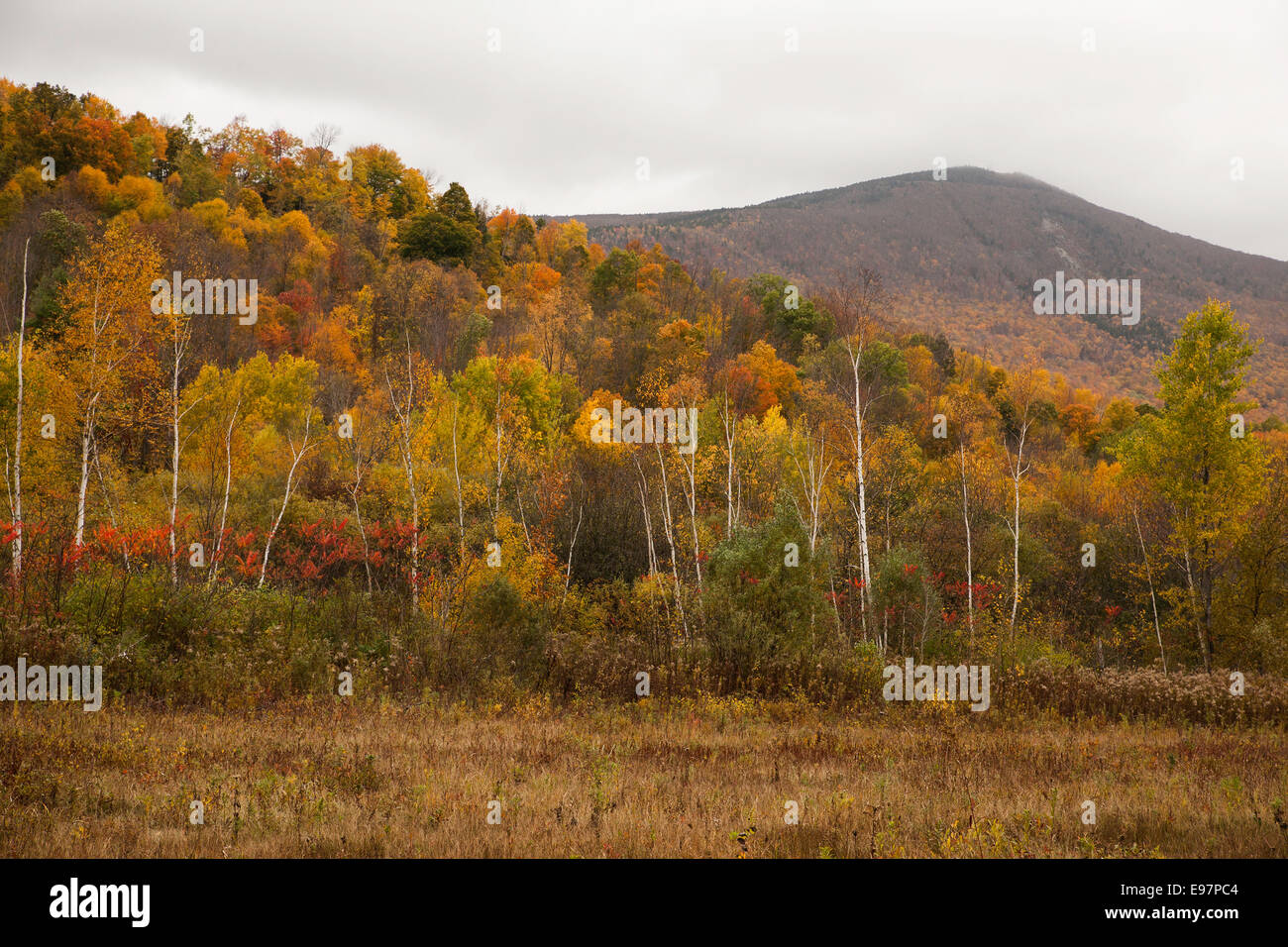 Rural woods at peak of fall season with Mount Greylock in the ...
