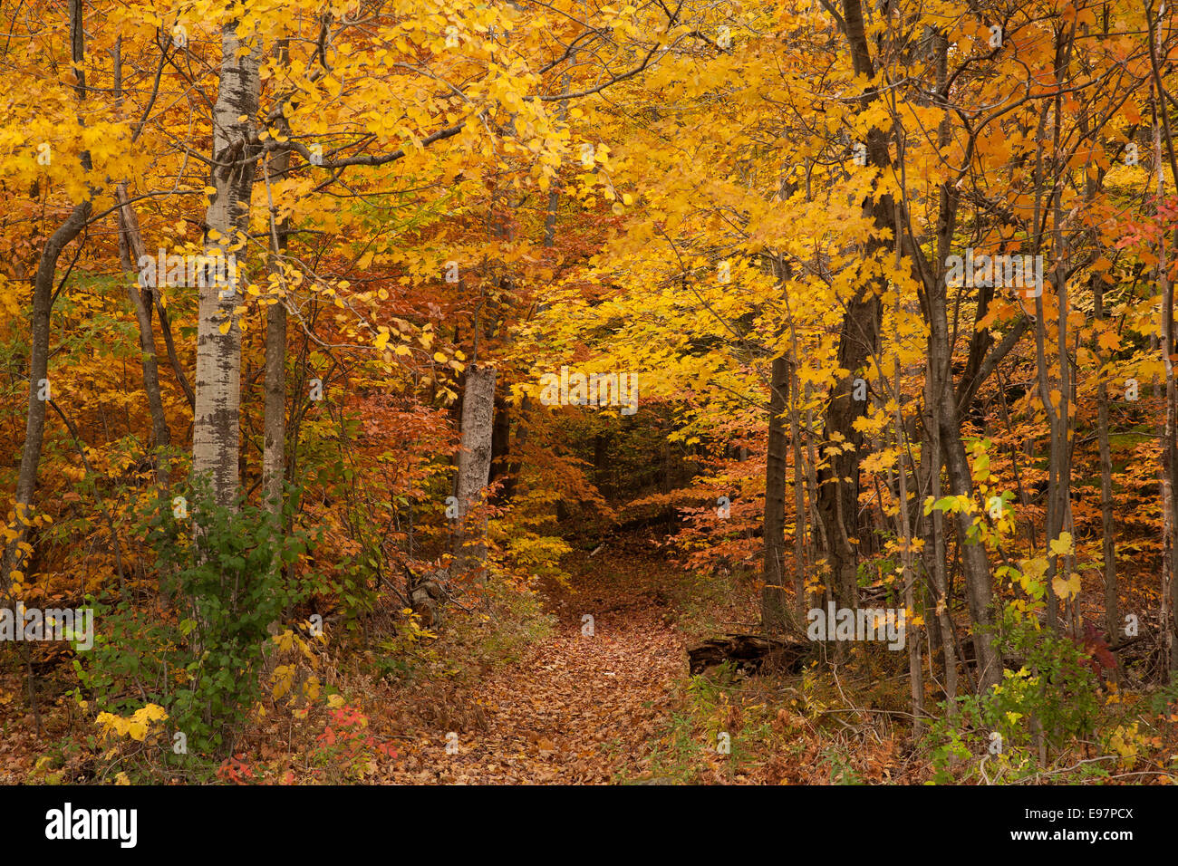 Rural woods at peak of fall season Stock Photo - Alamy