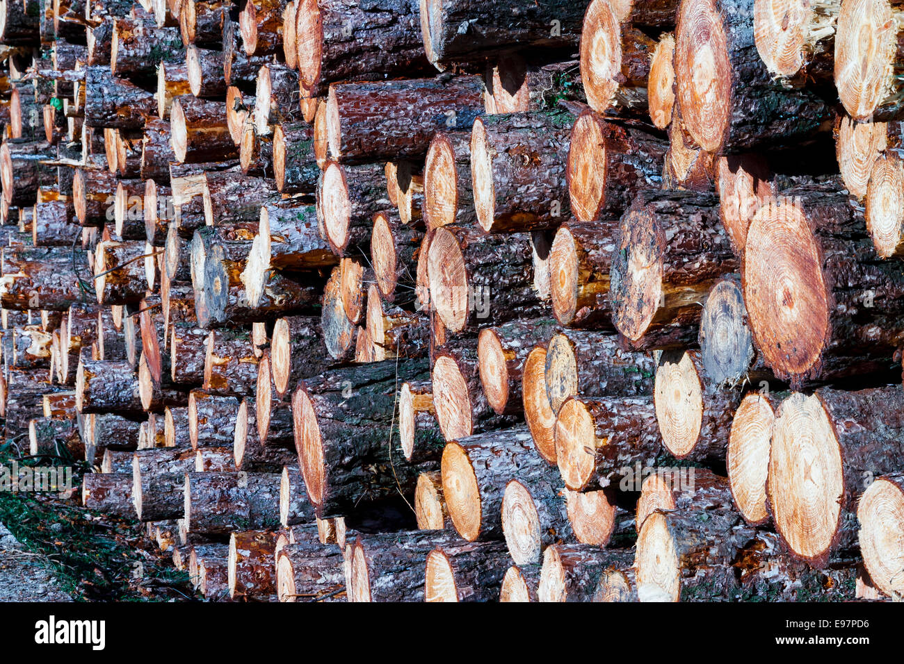 Stacked felled trees hi-res stock photography and images - Alamy