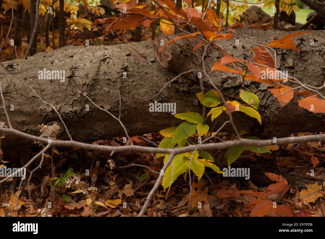 Rural woods at peak of fall season Stock Photo - Alamy