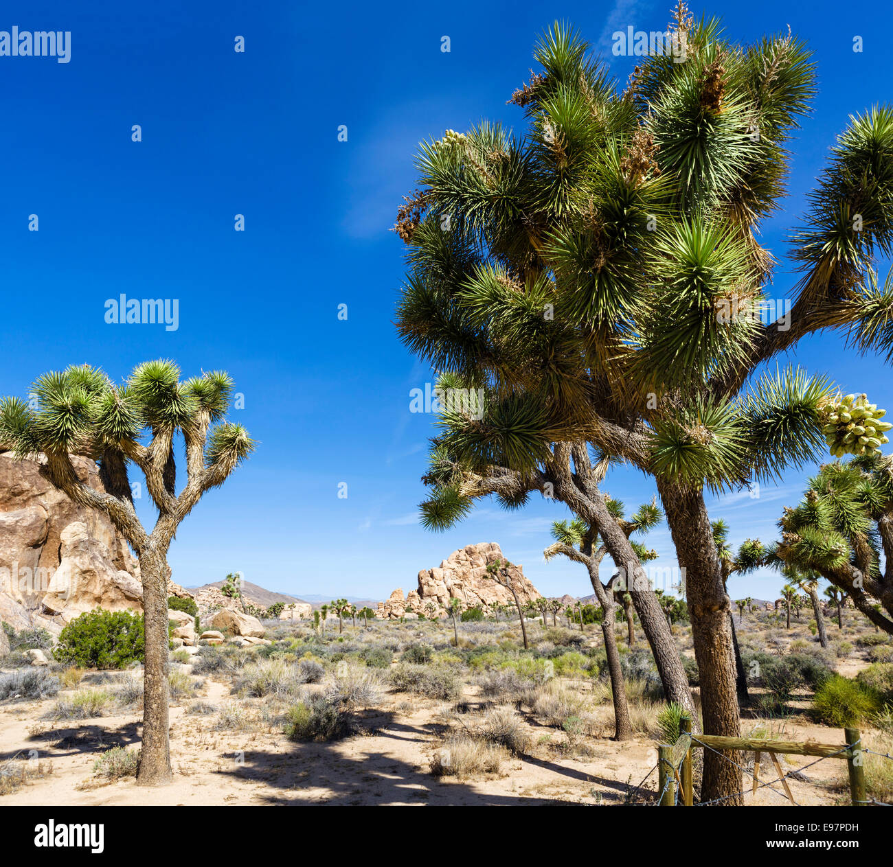 Josua tree rocks hi-res stock photography and images - Alamy
