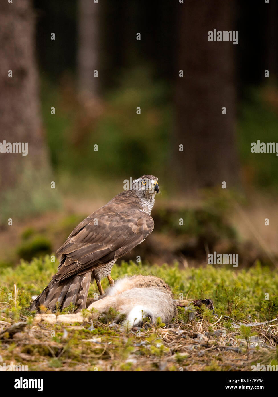 Wildlife in habitat hi-res stock photography and images - Alamy