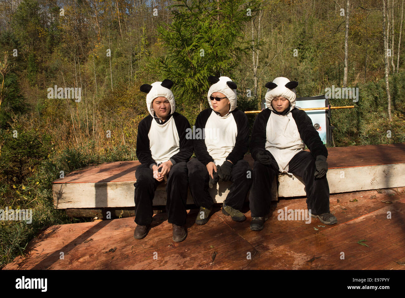 China’s Giant Panda Research Center’s releases a captive born panda ...