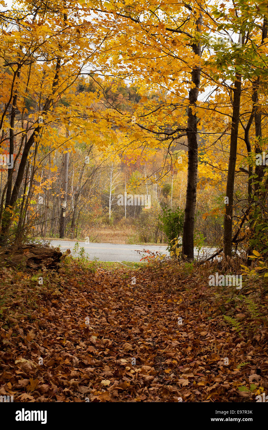 Rural woods at peak of fall season with view of back road Stock Photo ...