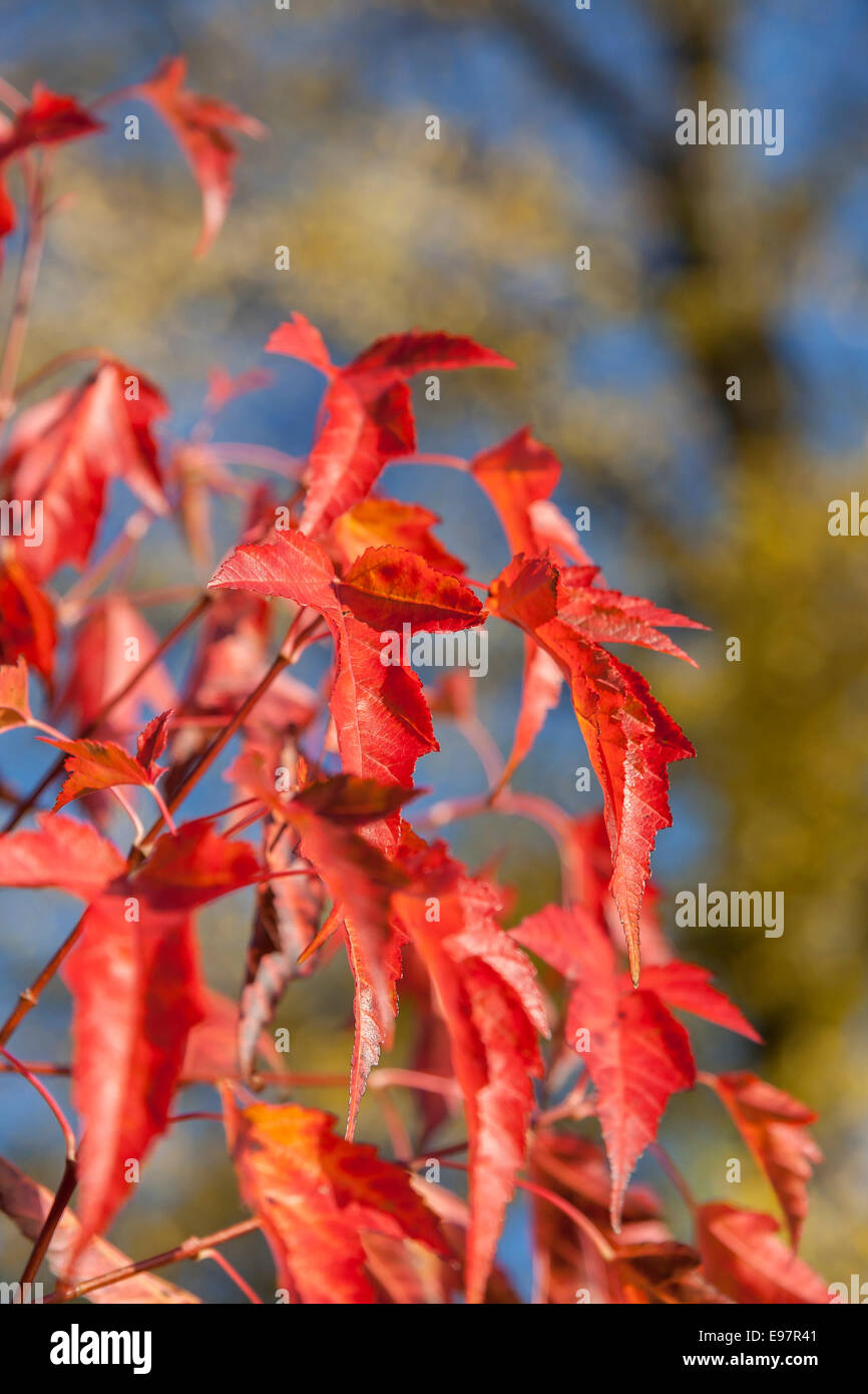 Red leaves tree hi-res stock photography and images - Alamy