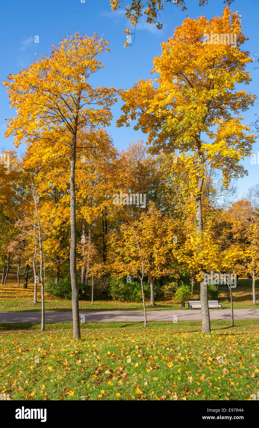 Beautiful autumn in the park Stock Photo - Alamy